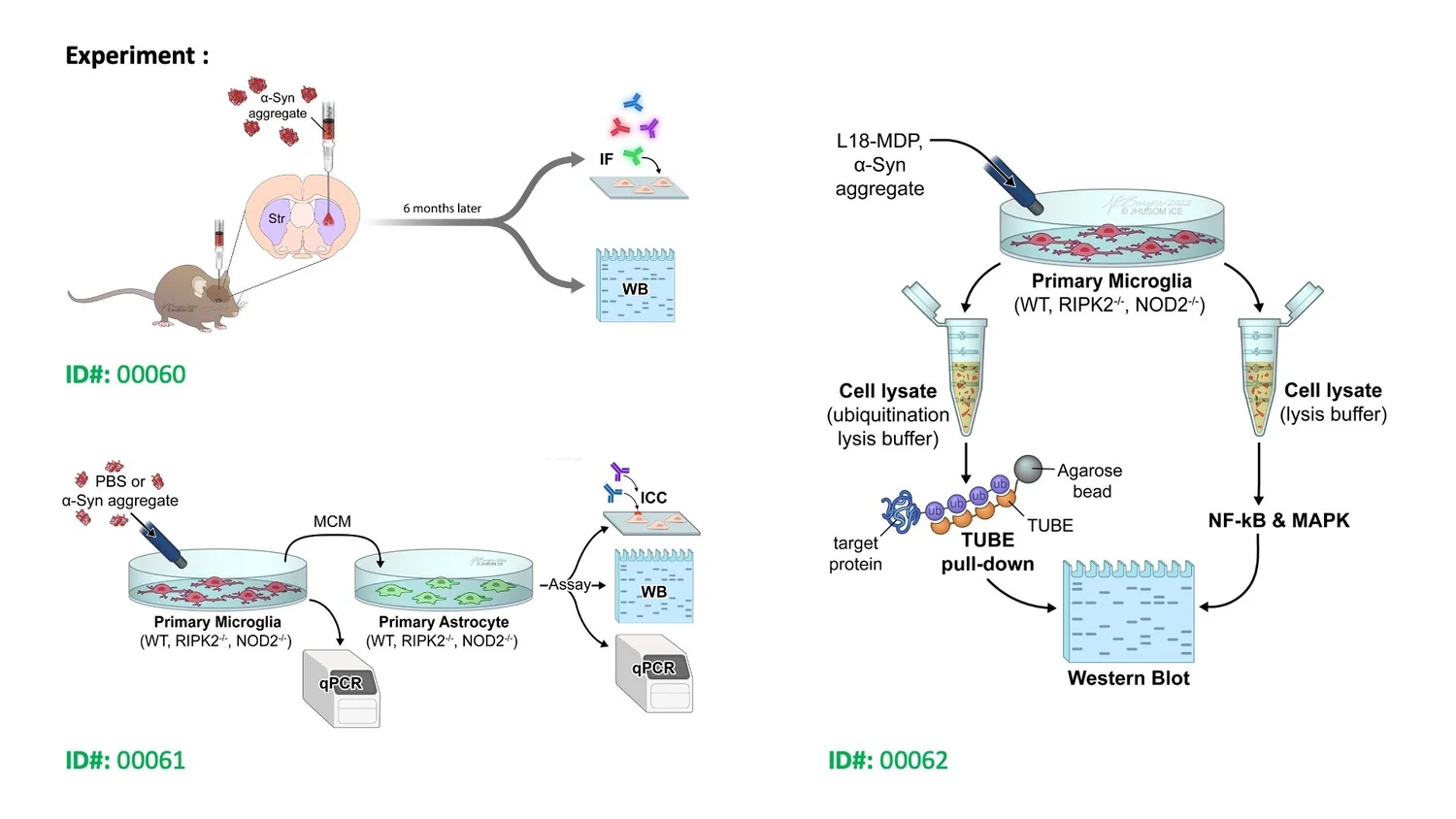 Illustration | Enhance Research Visuals Today — The BRAIN Lab