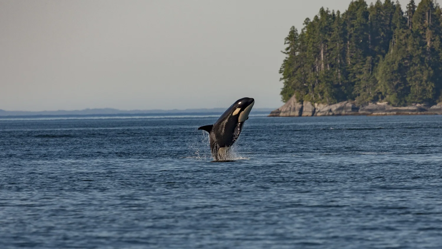 20 Breathtaking Pacific Northwest Wildlife Species
