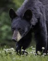 20 Breathtaking Pacific Northwest Wildlife Species