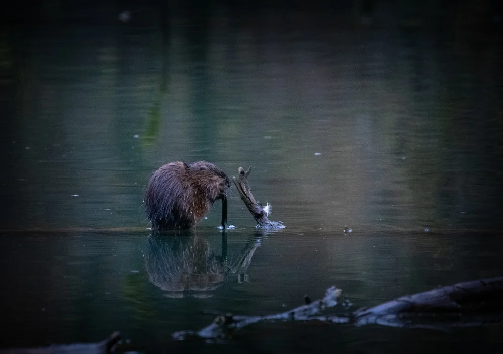 20 Breathtaking Pacific Northwest Wildlife Species