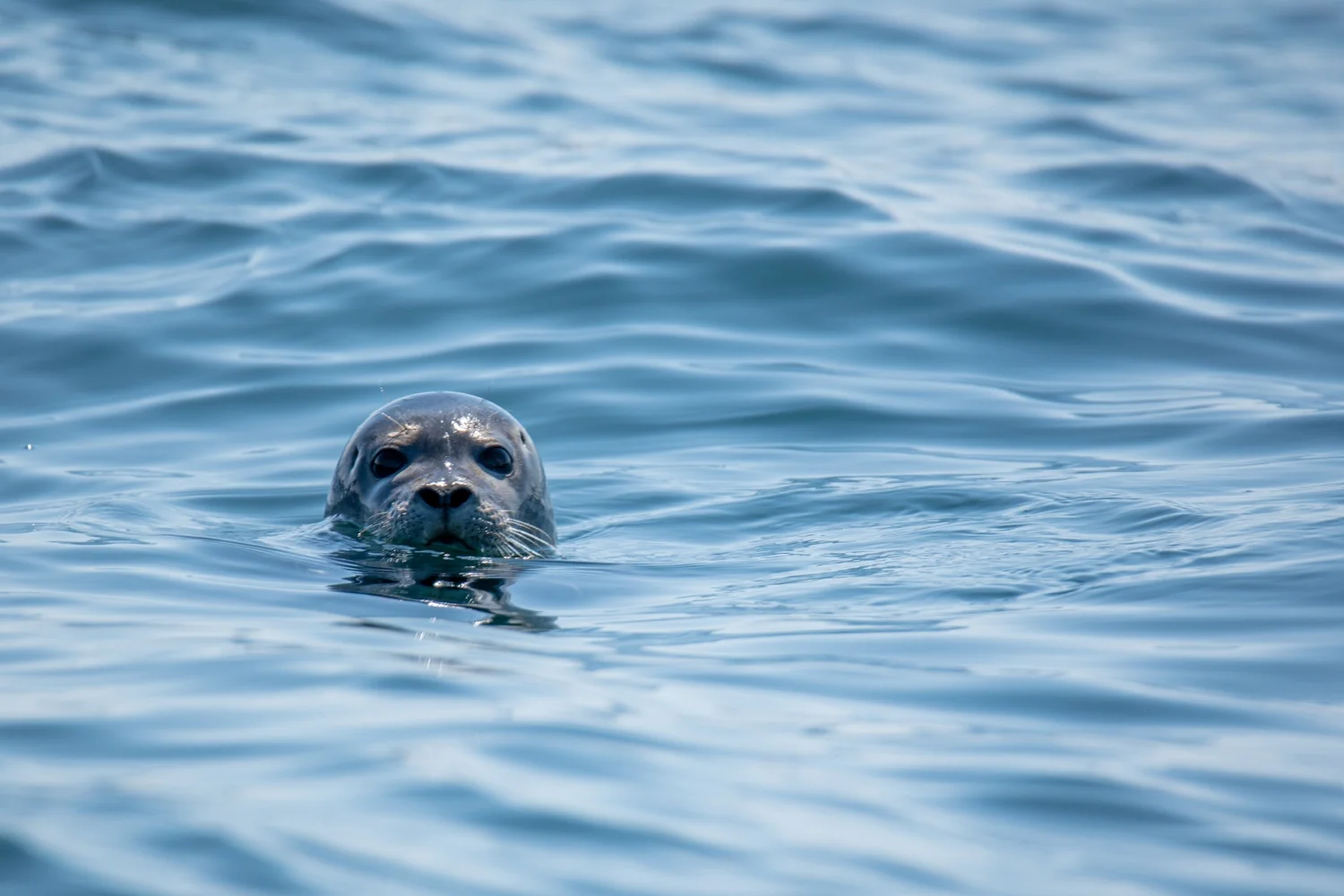 20 Breathtaking Pacific Northwest Wildlife Species