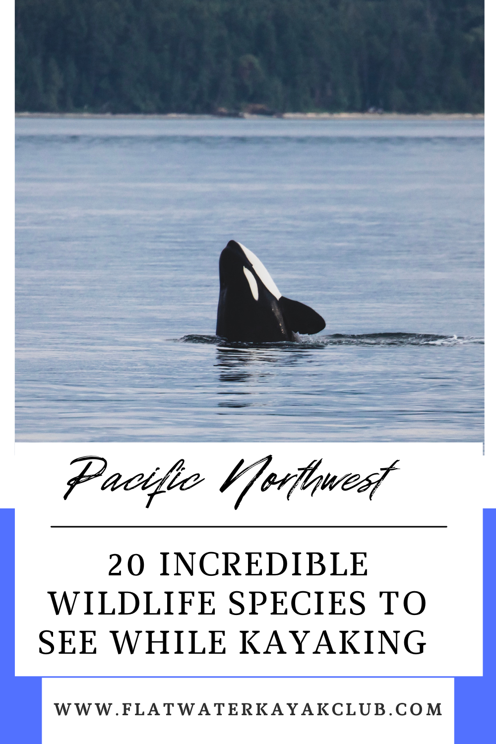 20 Breathtaking Pacific Northwest Wildlife Species