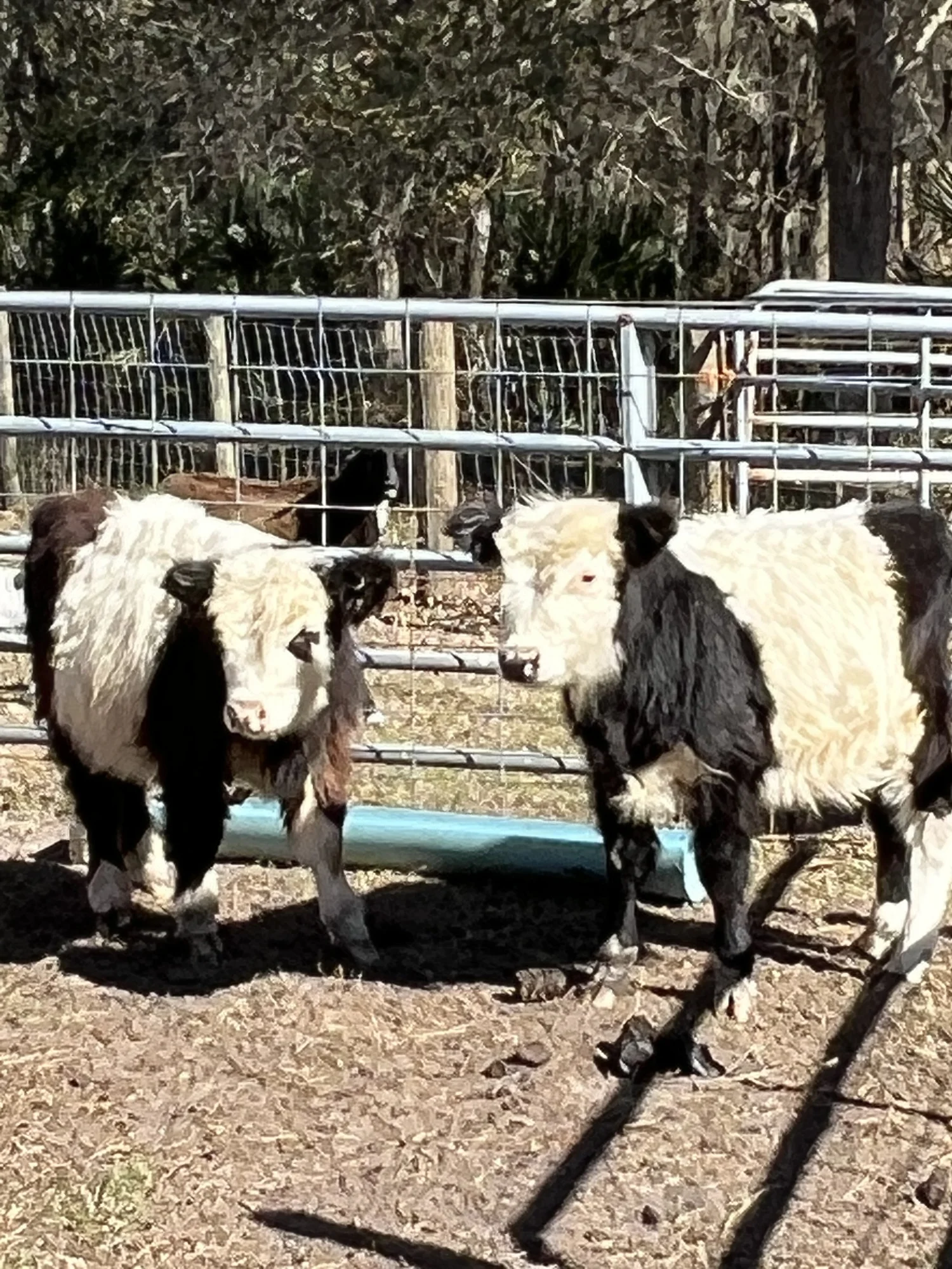 Our Story — Belties