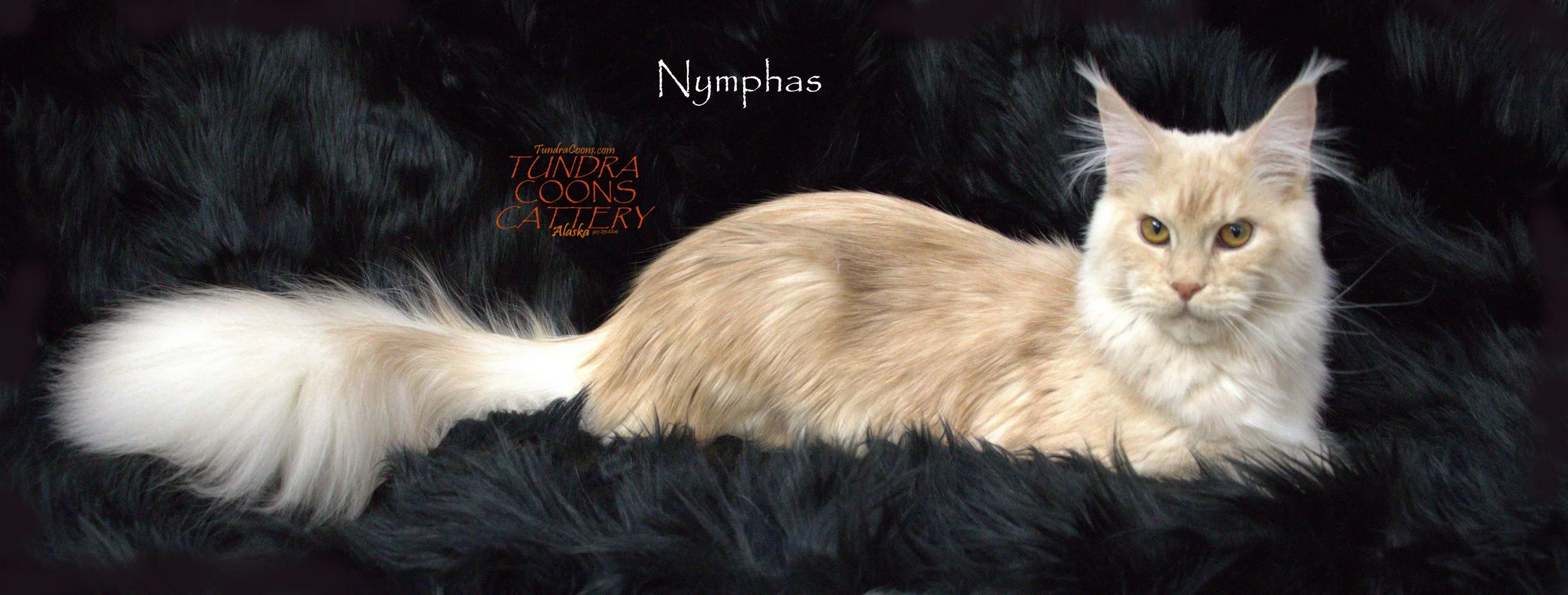 Current Litters — Tundra Coons Cattery of Fairbanks, Alaska