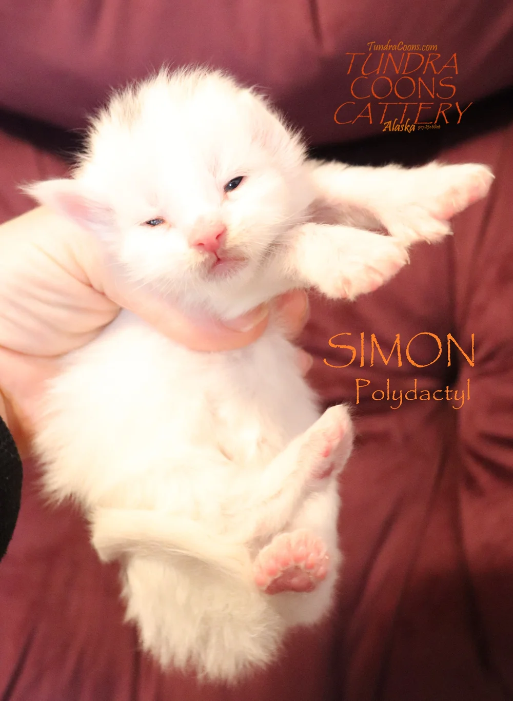 Current Litters — Tundra Coons Cattery of Fairbanks, Alaska