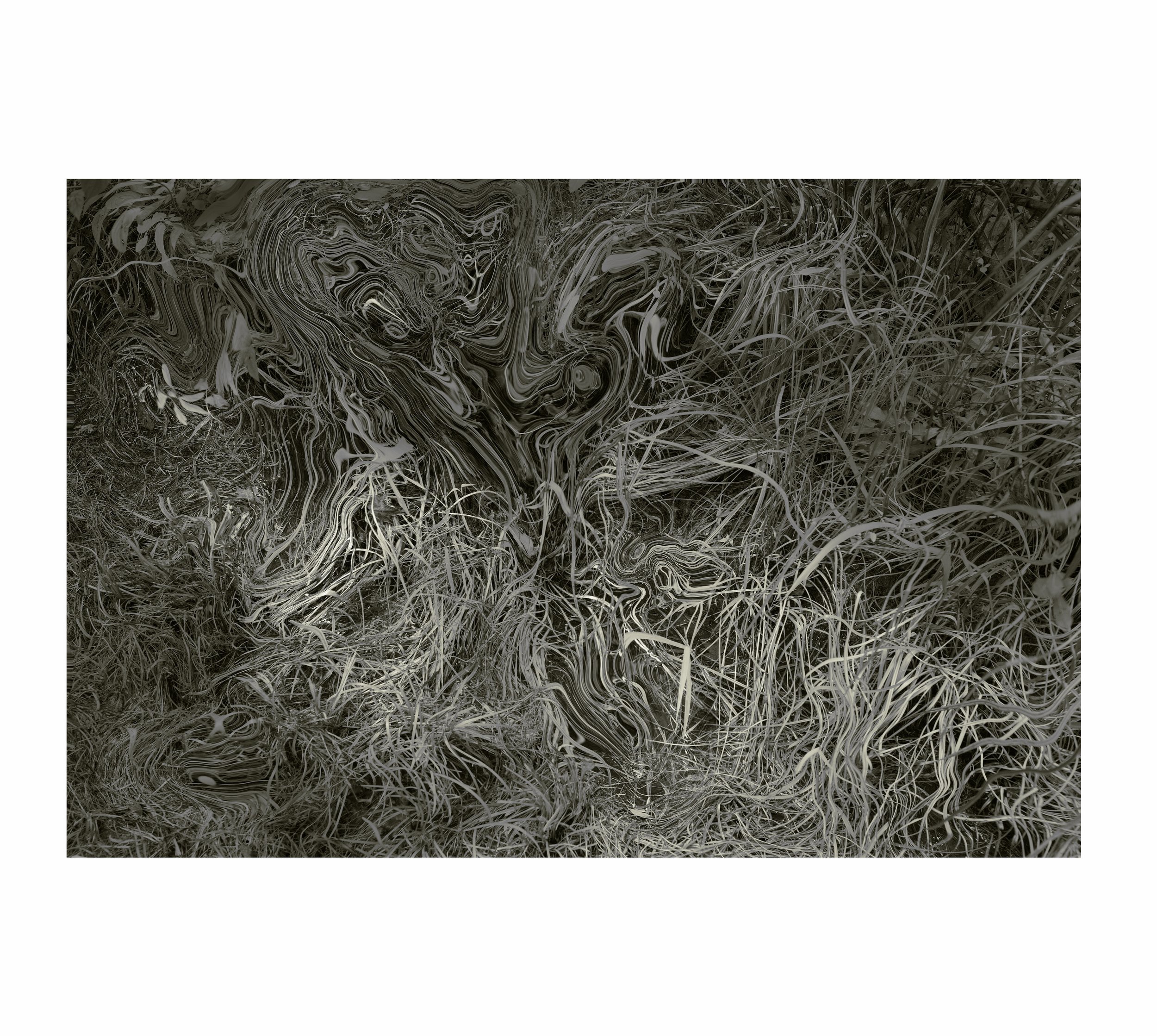 Blake Cook — SHED