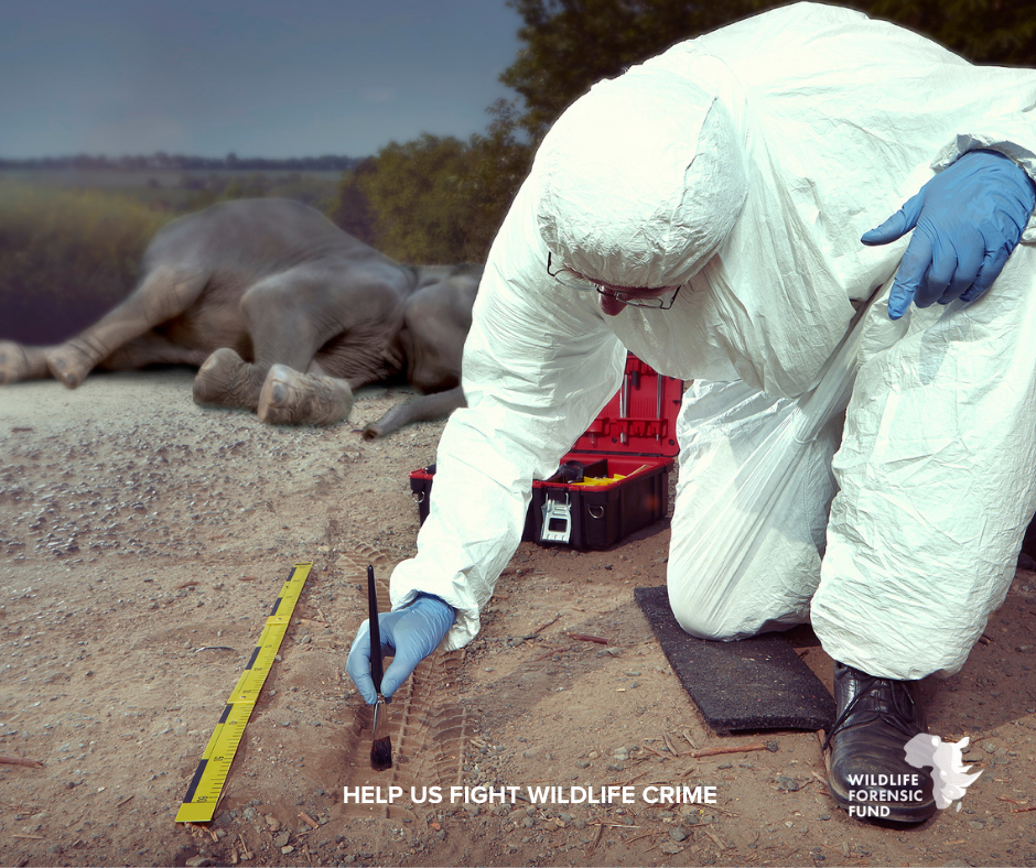 Wildlife Forensic Fund