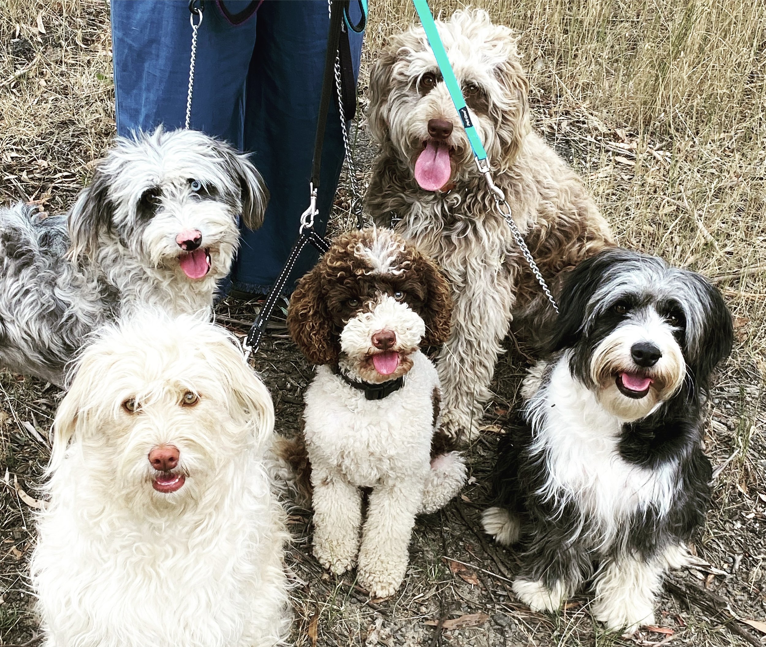 About Bordoodles — Bs Bordoodles