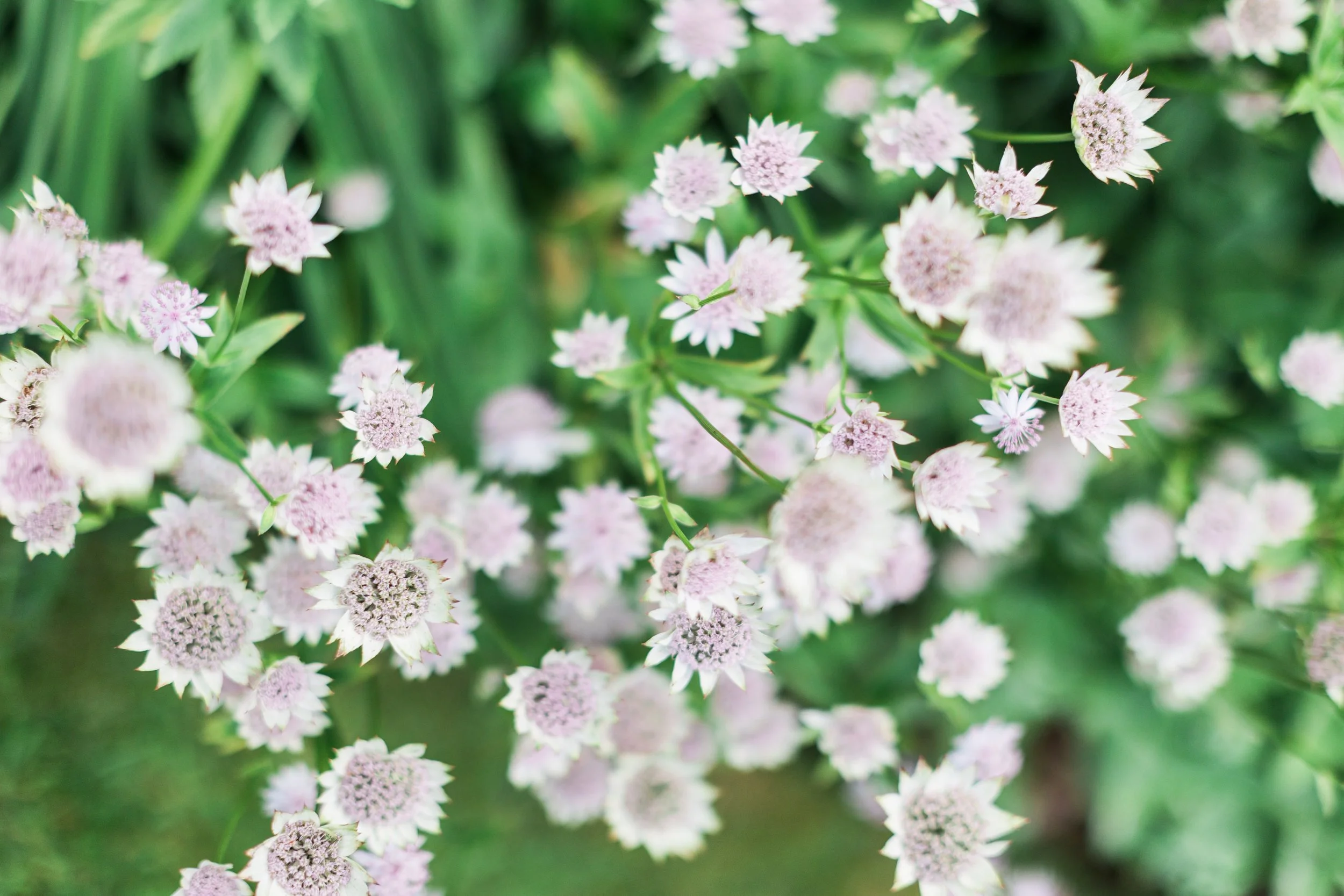 Jessica Holcombe | Garden Designer Gloucestershire