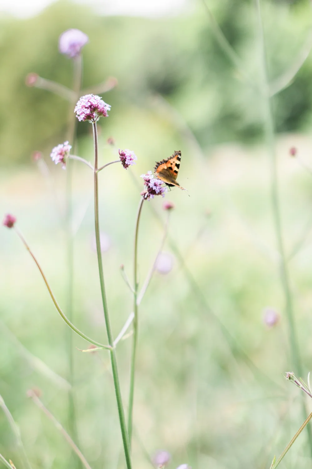 Jessica Holcombe | Garden Designer Gloucestershire
