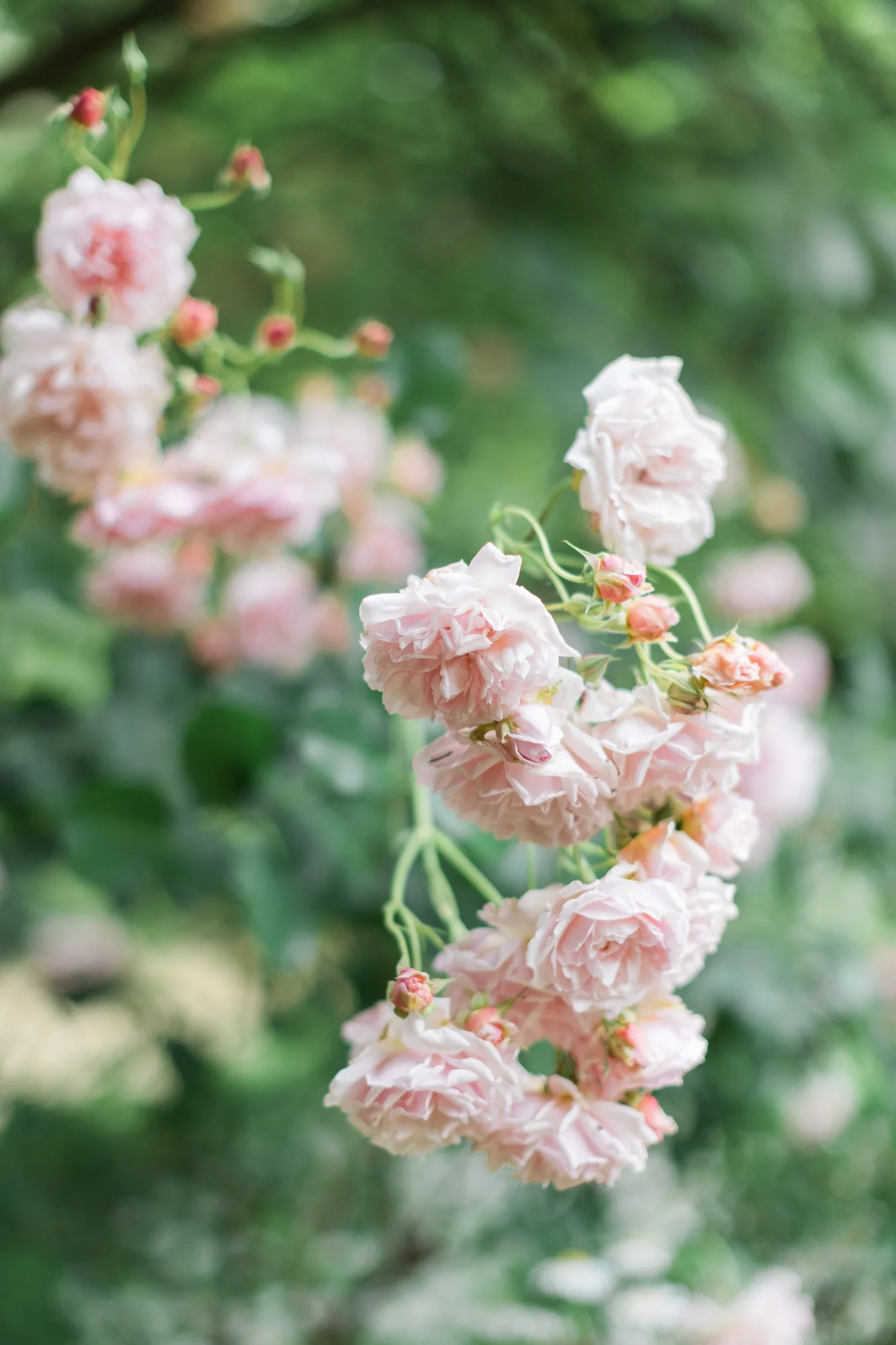 Jessica Holcombe | Garden Designer Gloucestershire