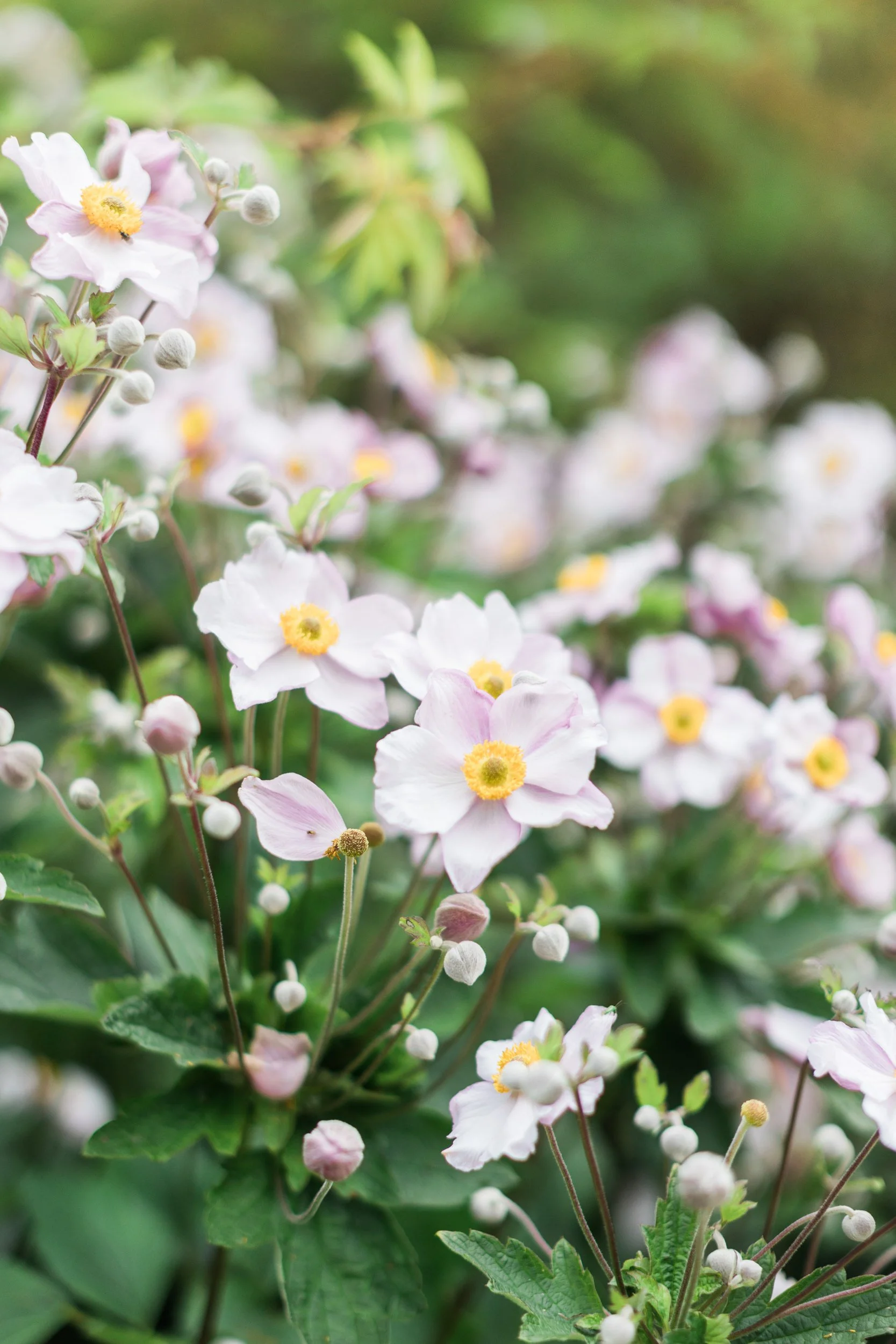 Jessica Holcombe | Garden Designer Gloucestershire