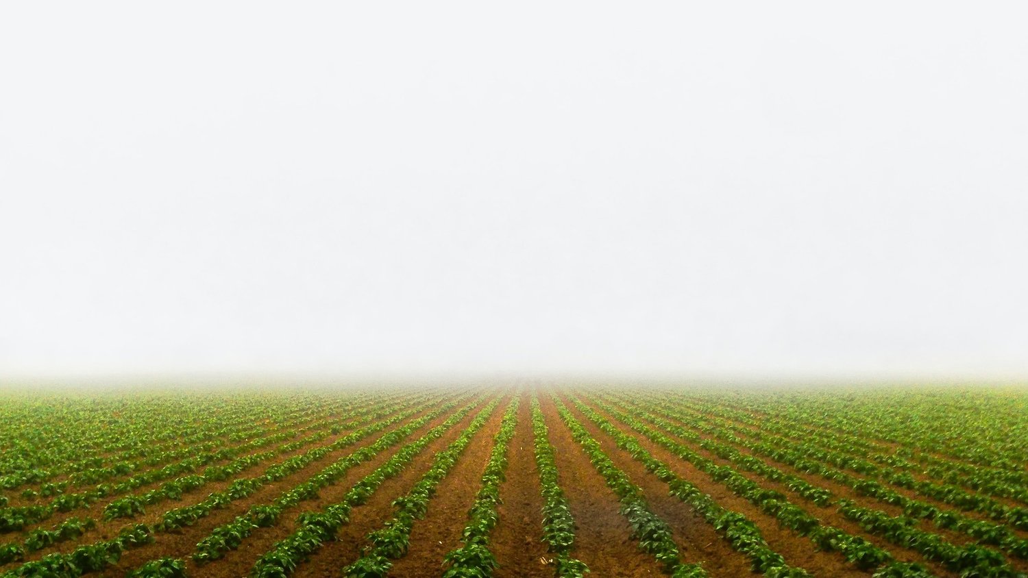Agriculture — Calcean