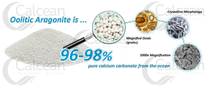 What is Oolitic Aragonite? — Calcean