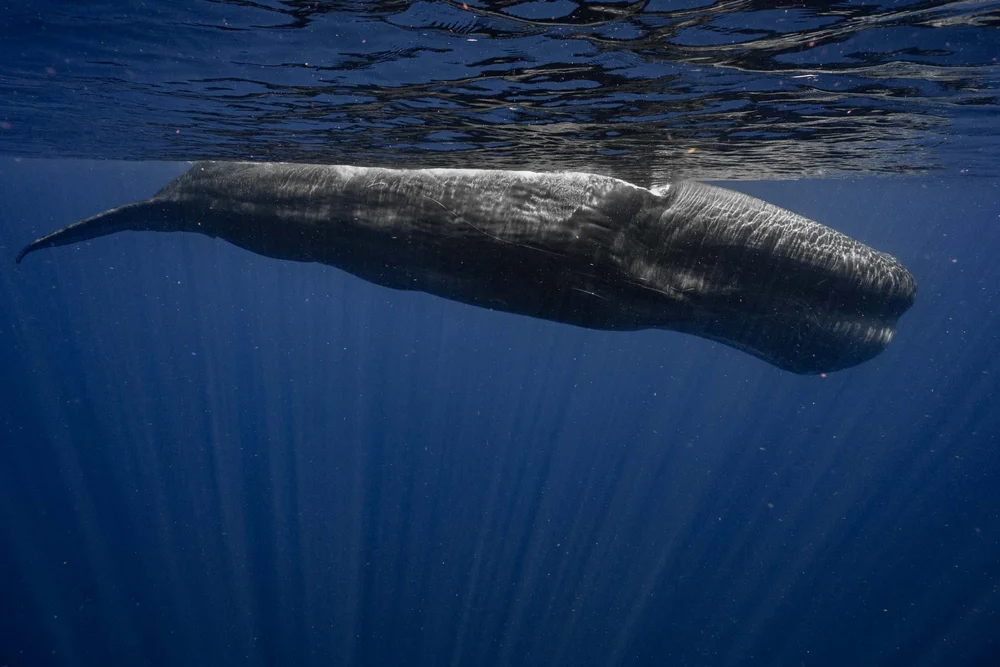 Can Sperm Whale Clicks Hurt You? Debunking the Myth with Science and ...