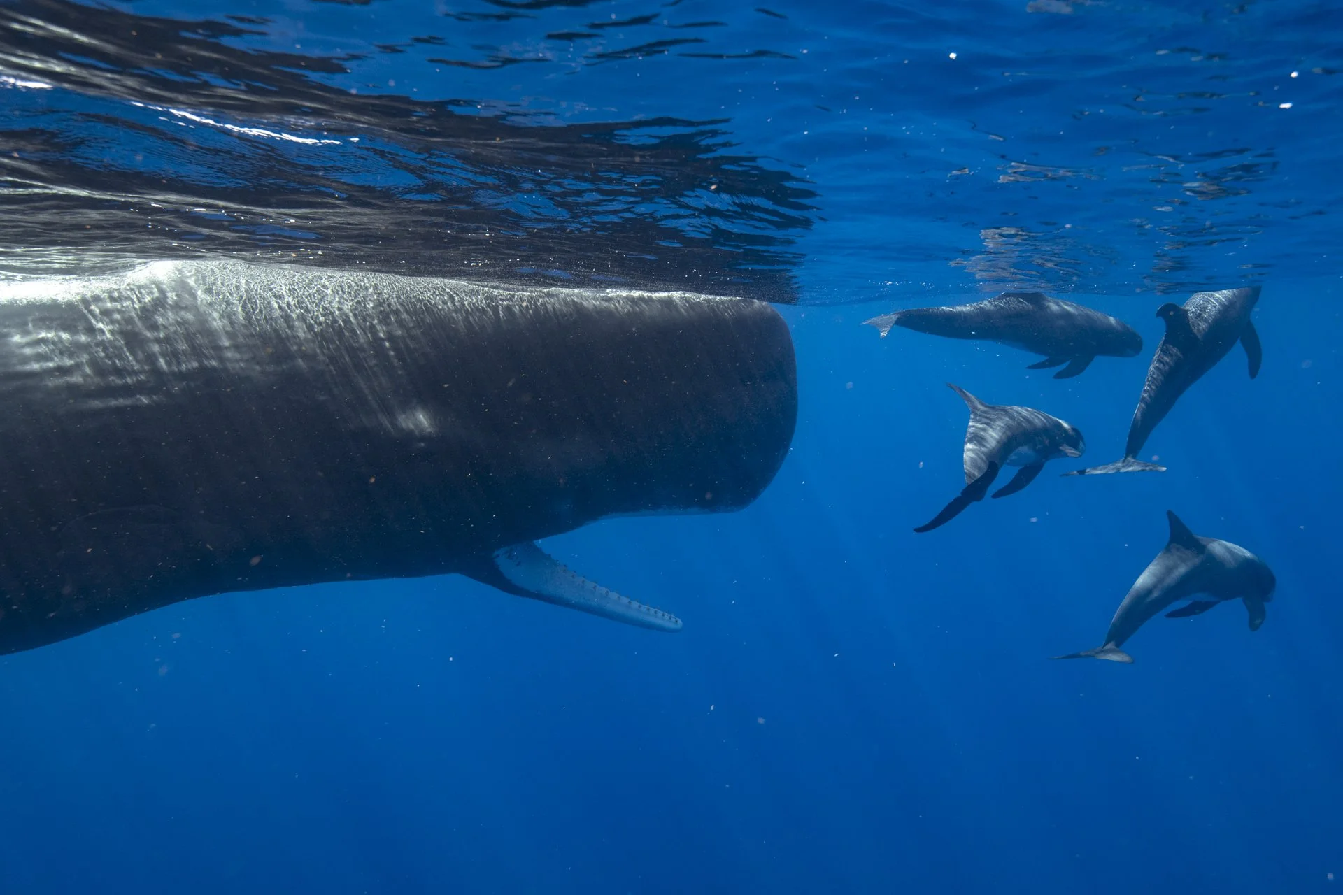 Can Sperm Whale Clicks Hurt You? Debunking the Myth with Science and ...