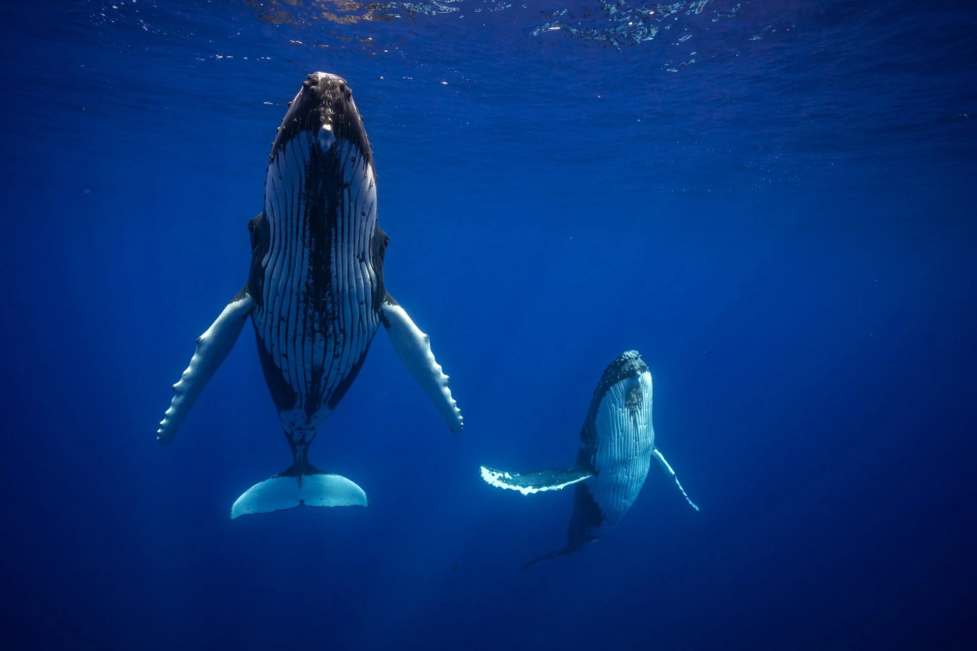 Humpback Whale Song: Why You Feel the Powerful Vibrations Up Close ...