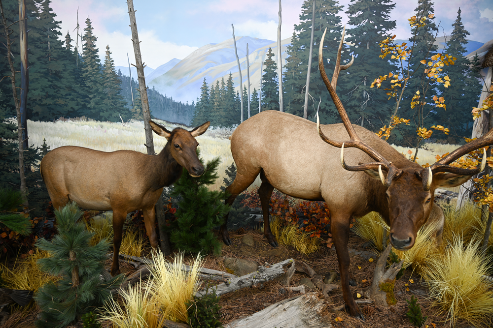 Step into Nature's Window Museum and embark on an educational journey ...