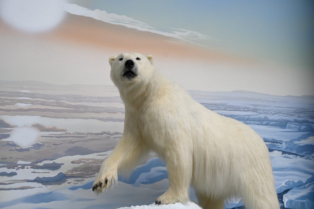 Step into Nature's Window Museum and embark on an educational journey ...