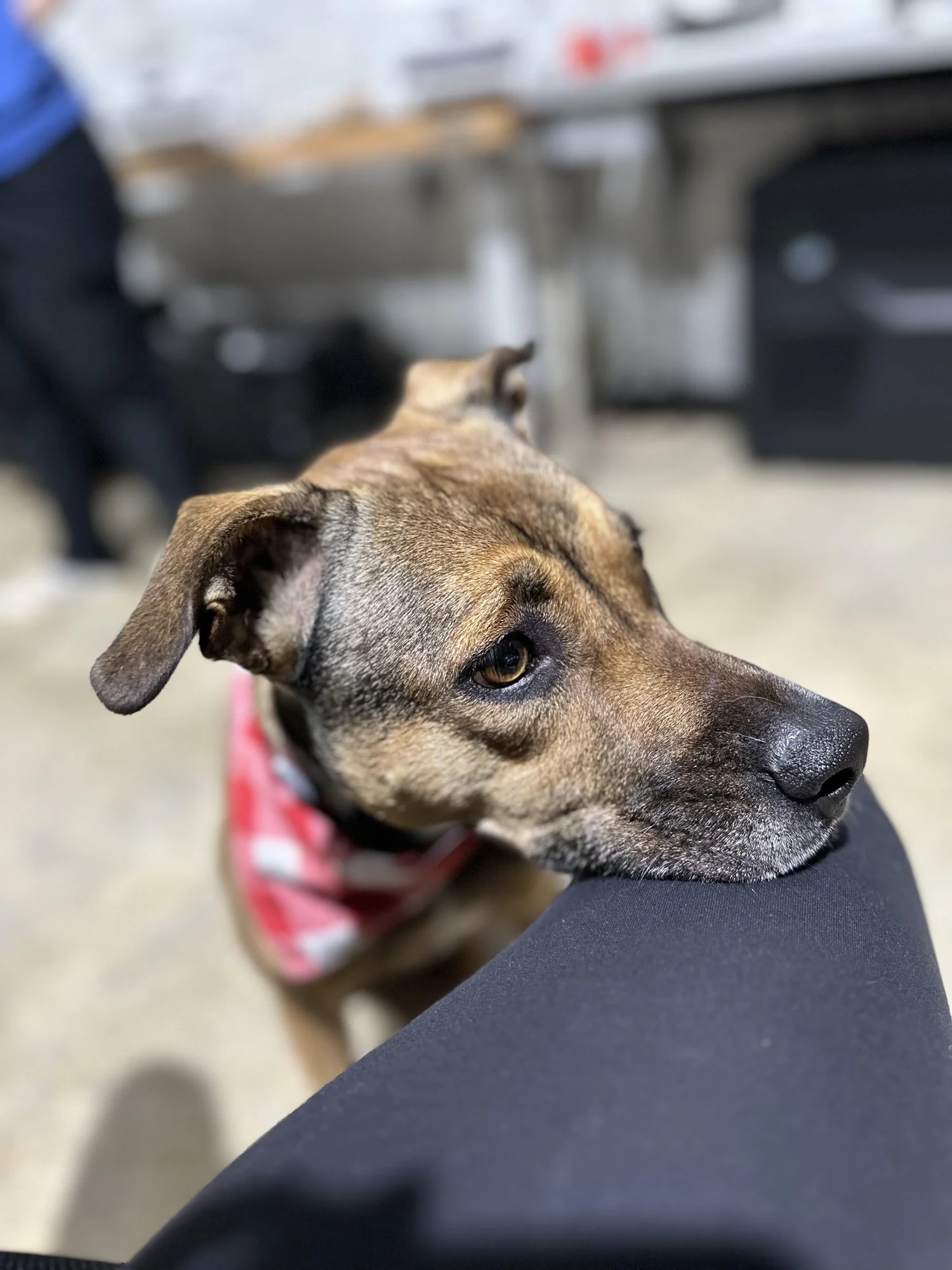 A foster-based rescue located in Huntsville, Alabama committed to ...