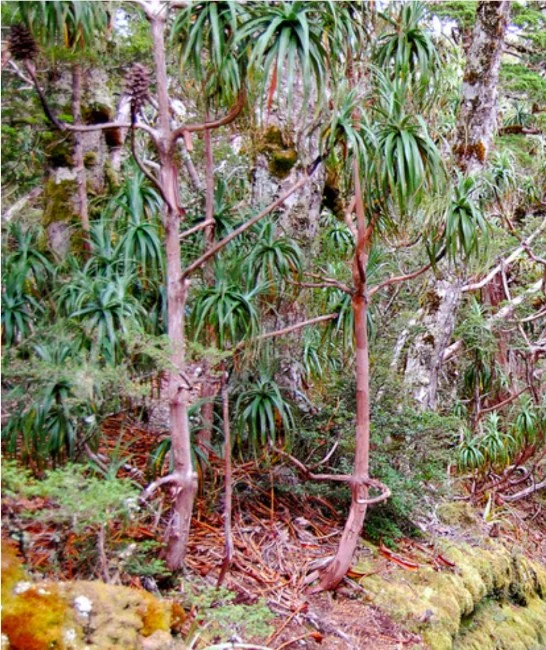 Dracophyllum traversii - mountain neinei, grass tree, pineapple tree ...