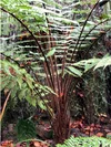 Dicksonia squarrosa - wheki, rough tree fern, harsh tree fern — Nelson ...