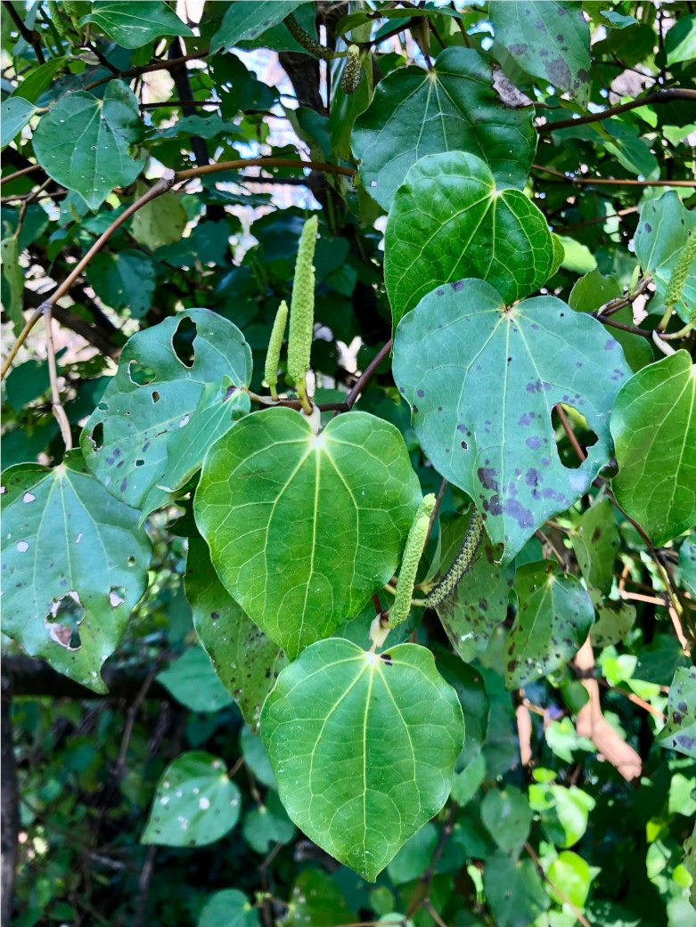 Macropiper excelsum - Kawakawa, Pepper Tree — Nelson Natives