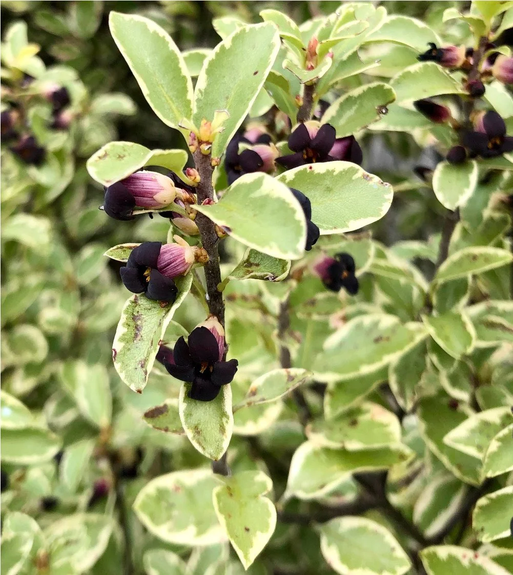 Pittosporum tenuifolium - Black Matipo, Kohuhu — Nelson Natives