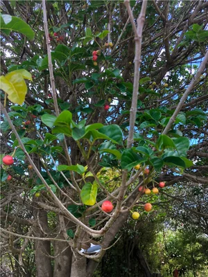 Vitex lucens - Puriri — Nelson Natives
