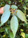 Hoheria populnea - Houhere, Lacebark — Nelson Natives
