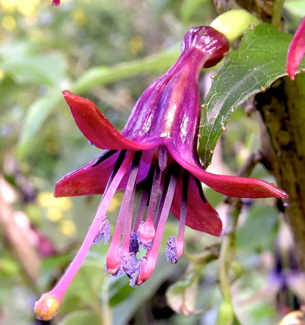 Fuchsia excorticata - Konini, Kotukutuku, Tree Fuchsia — Nelson Natives
