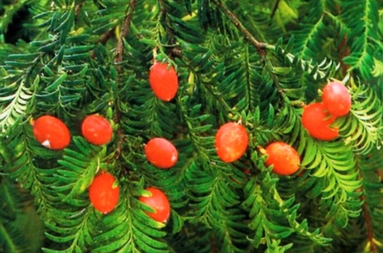 Prumnopitys ferruginea - Brown Pine, Miro, Podocarpus ferrugineus ...