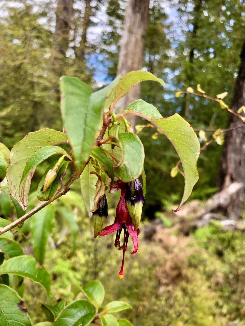 Fuchsia excorticata - Konini, Kotukutuku, Tree Fuchsia — Nelson Natives