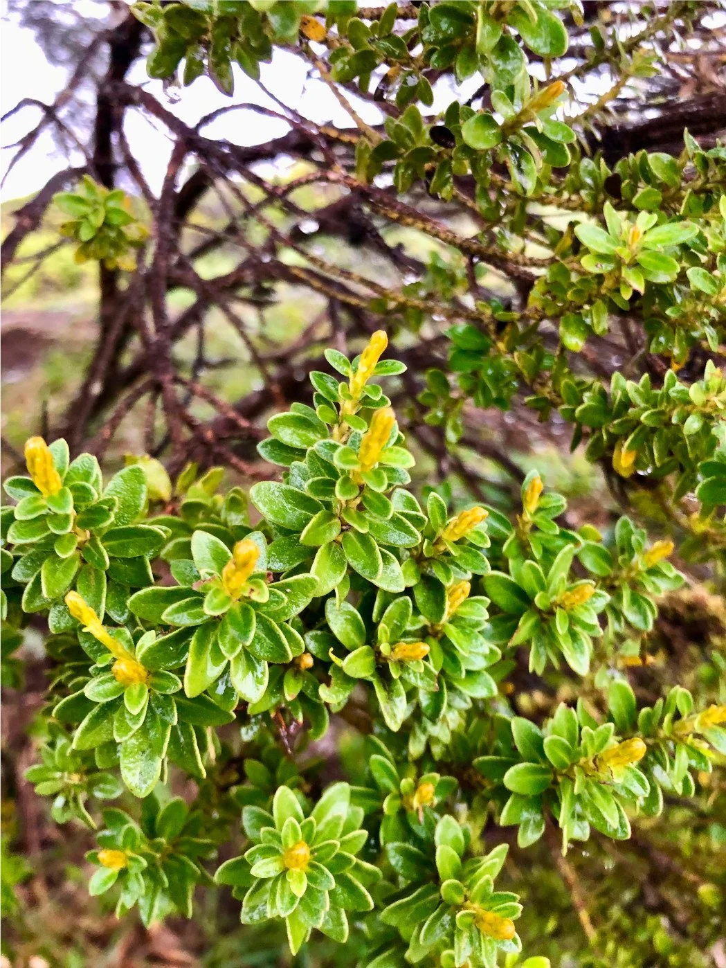 Ozothamnus leptophyllus - Cassinia fulvida, Coastal tree daisy ...