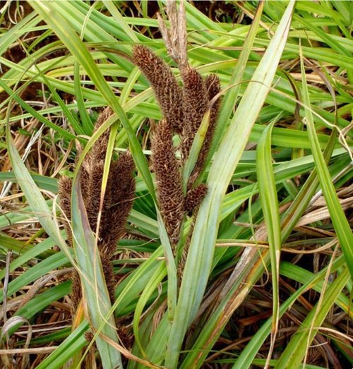 Carex trifida - Mutton Bird Sedge, Tataka | Discover and Grow Today ...