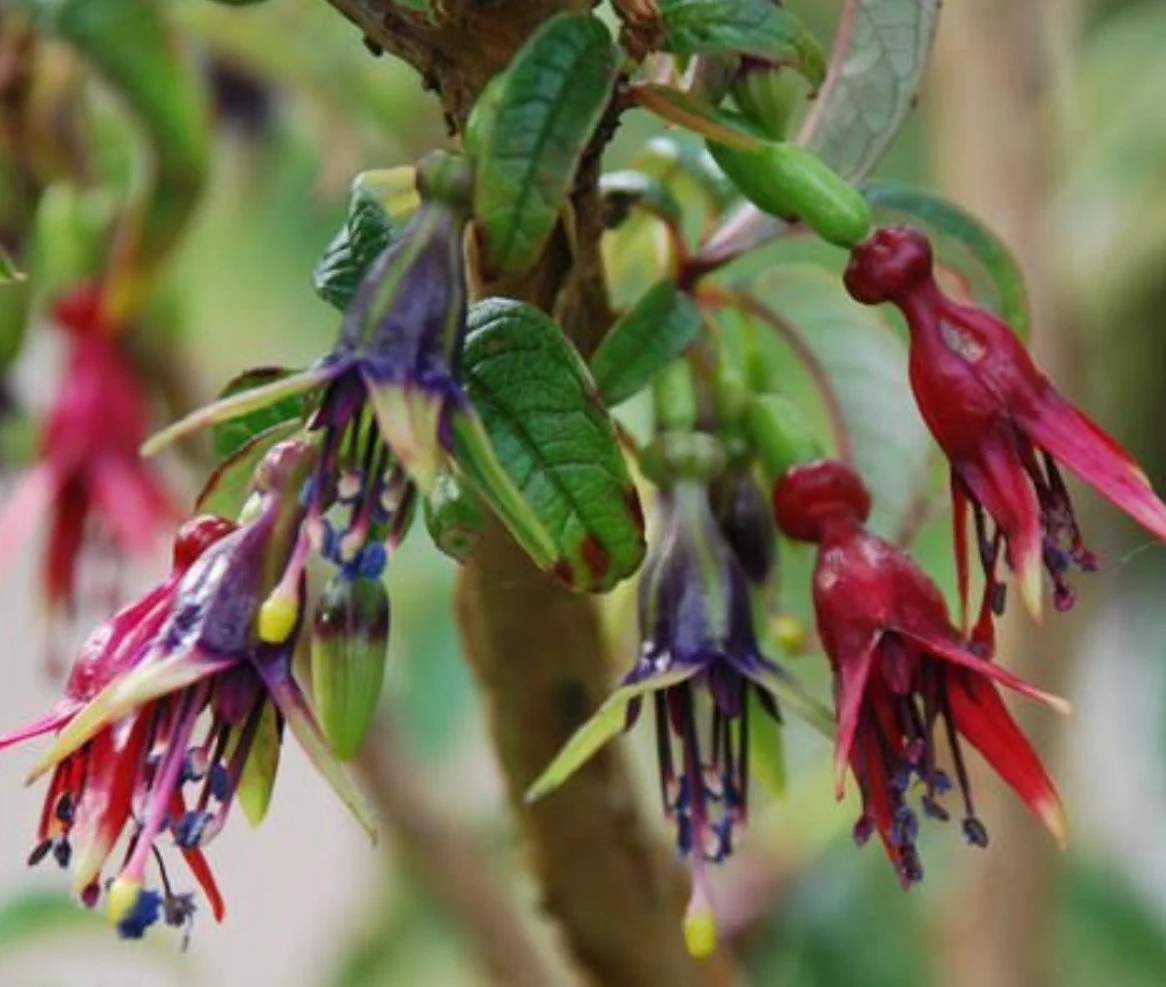 Fuchsia excorticata - Konini, Kotukutuku, Tree Fuchsia — Nelson Natives