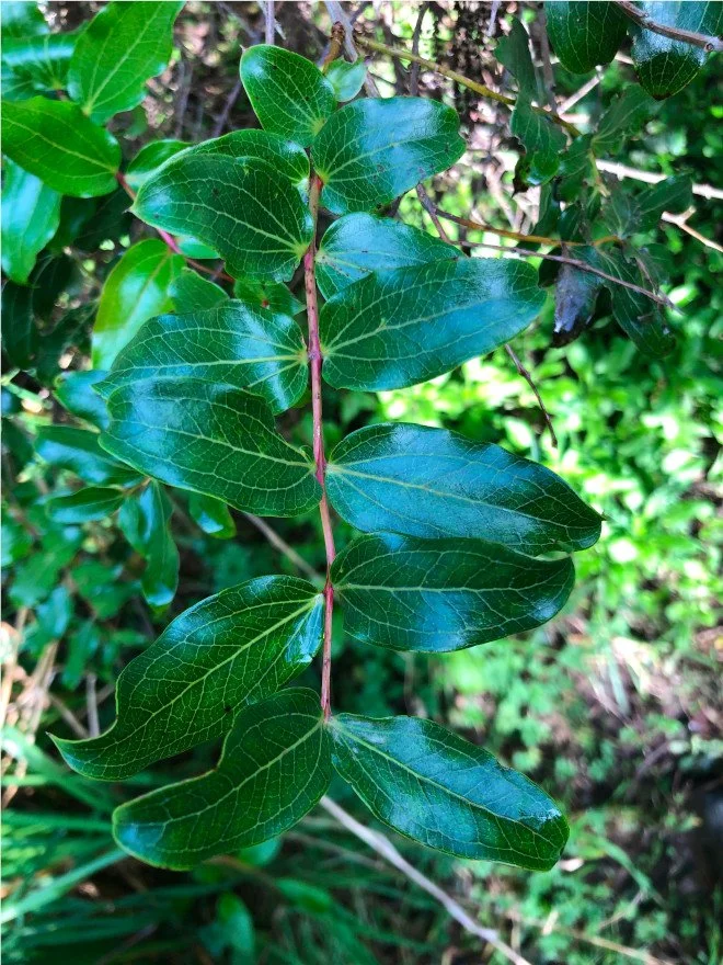 Coriaria arborea – Tutu — Nelson Natives