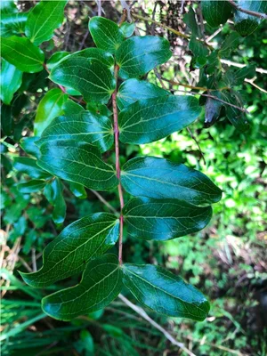 Coriaria arborea – Tutu — Nelson Natives