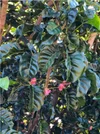 Vitex lucens - Puriri — Nelson Natives