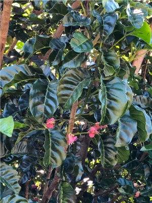 Vitex lucens - Puriri — Nelson Natives