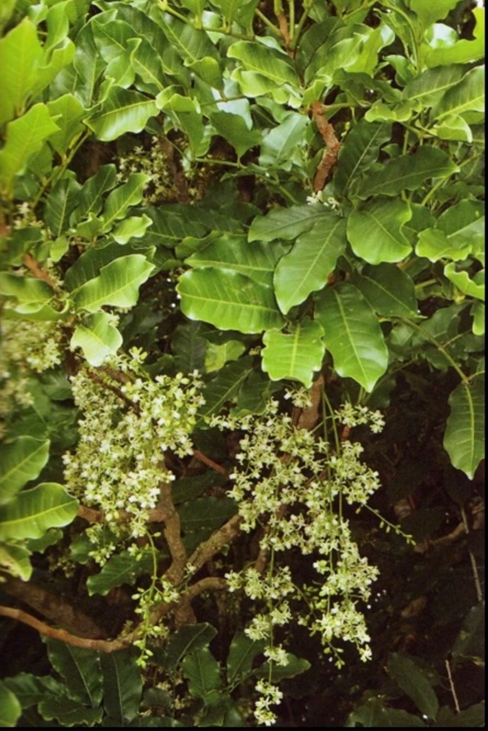 Didymocheton spectabilis (Dysoxylum spectabile) - kohekohe, New Zealand mahogany — Nelson Natives