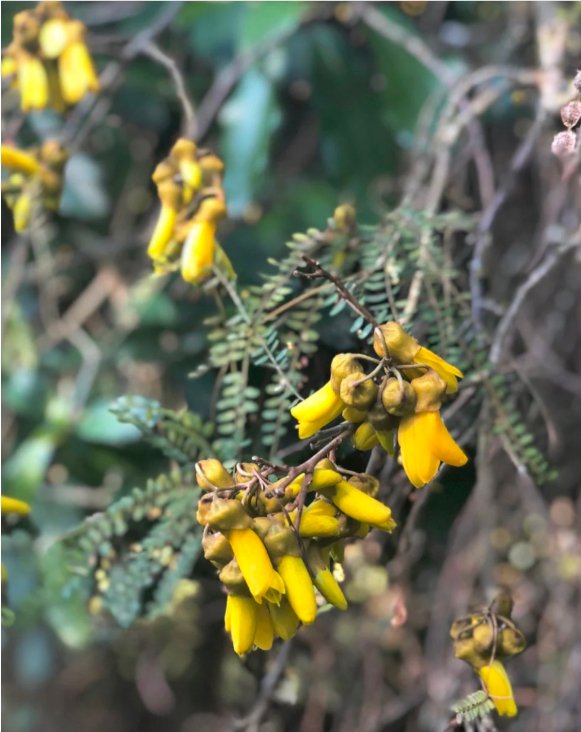 Sophora microphylla – Kowhai, weeping kōwhai, small-leaved kōwhai ...