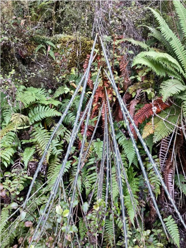 Pseudopanax crassifolius - Horoeka, Lancewood — Nelson Natives