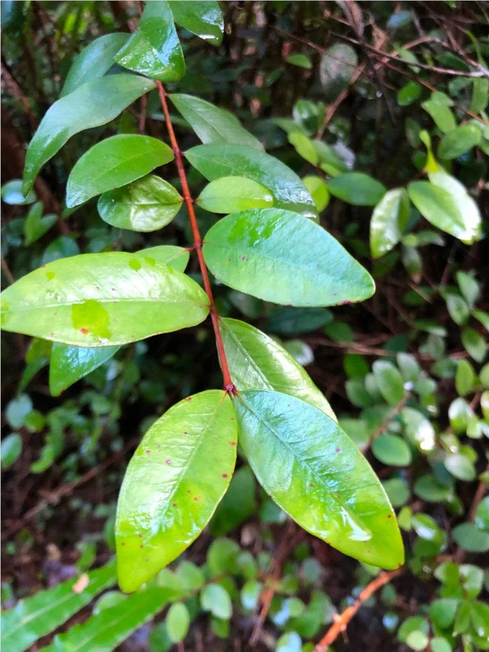 Metrosideros fulgens - Rata vine, Scarlet rata, Climbing rata ...