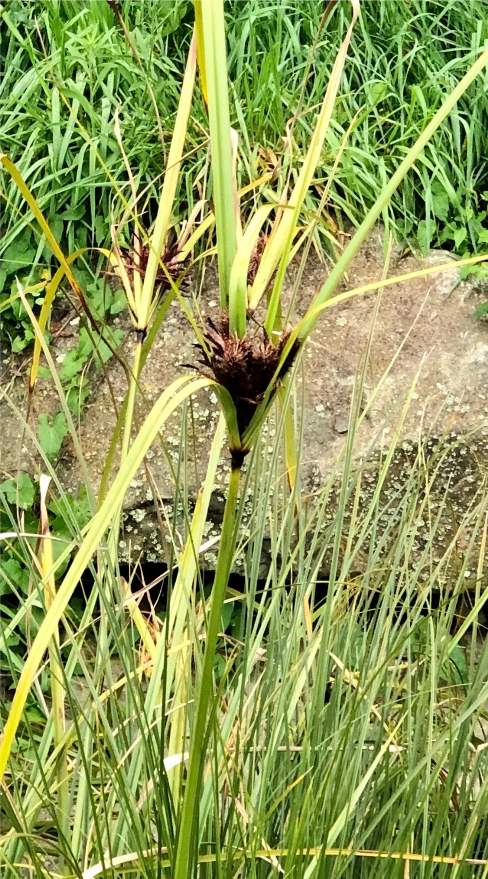 Carex secta - Pukio , Purei | Explore and Grow with Carex Secta ...