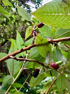 Fuchsia excorticata - Konini, Kotukutuku, Tree Fuchsia — Nelson Natives