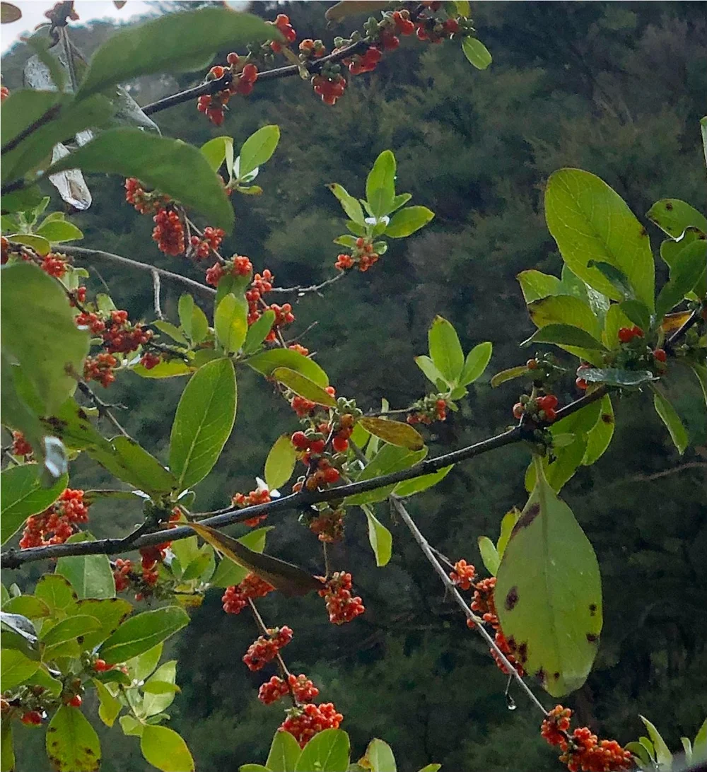 Coprosma robusta - Karamu — Nelson Natives