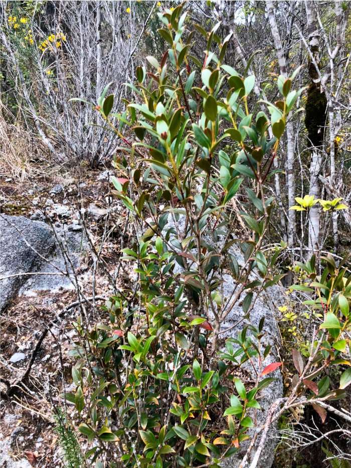 Metrosideros umbellata - Southern Rata — Nelson Natives