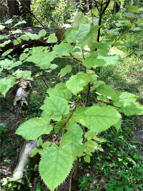 Aristotelia serrata - Makomako, Wineberry | Discover Native NZ Trees ...