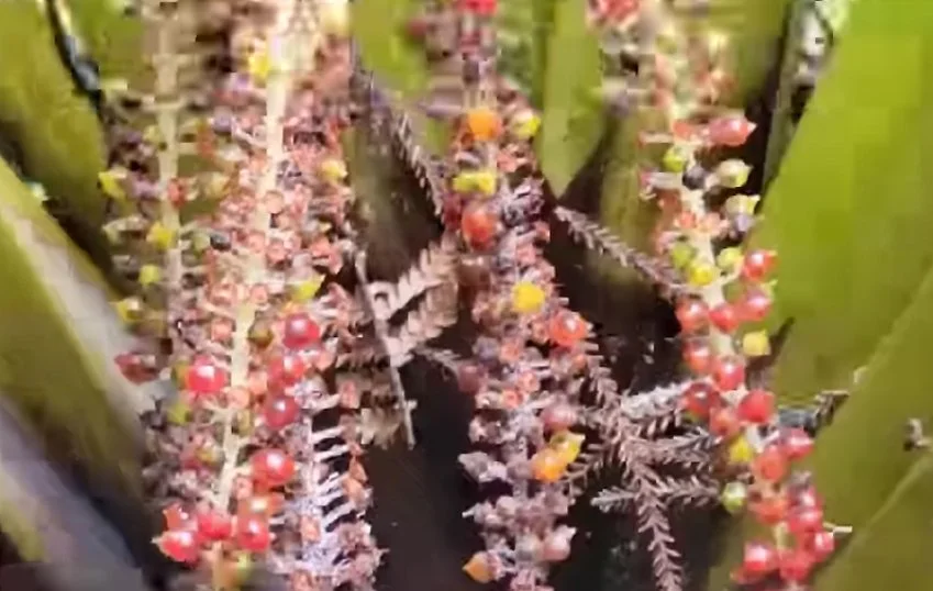 Astelia hastata – (Collospermum haastatum) Perching lily, Kahakaha ...